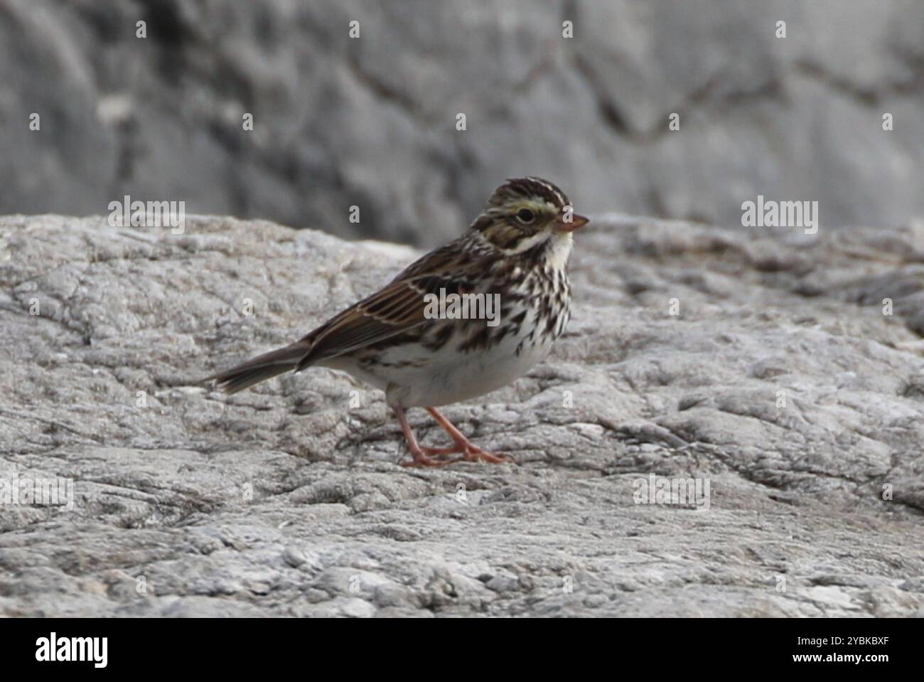 Savannah Sparrow (Passerculus sandwichensis) Aves Stock Photo - Alamy