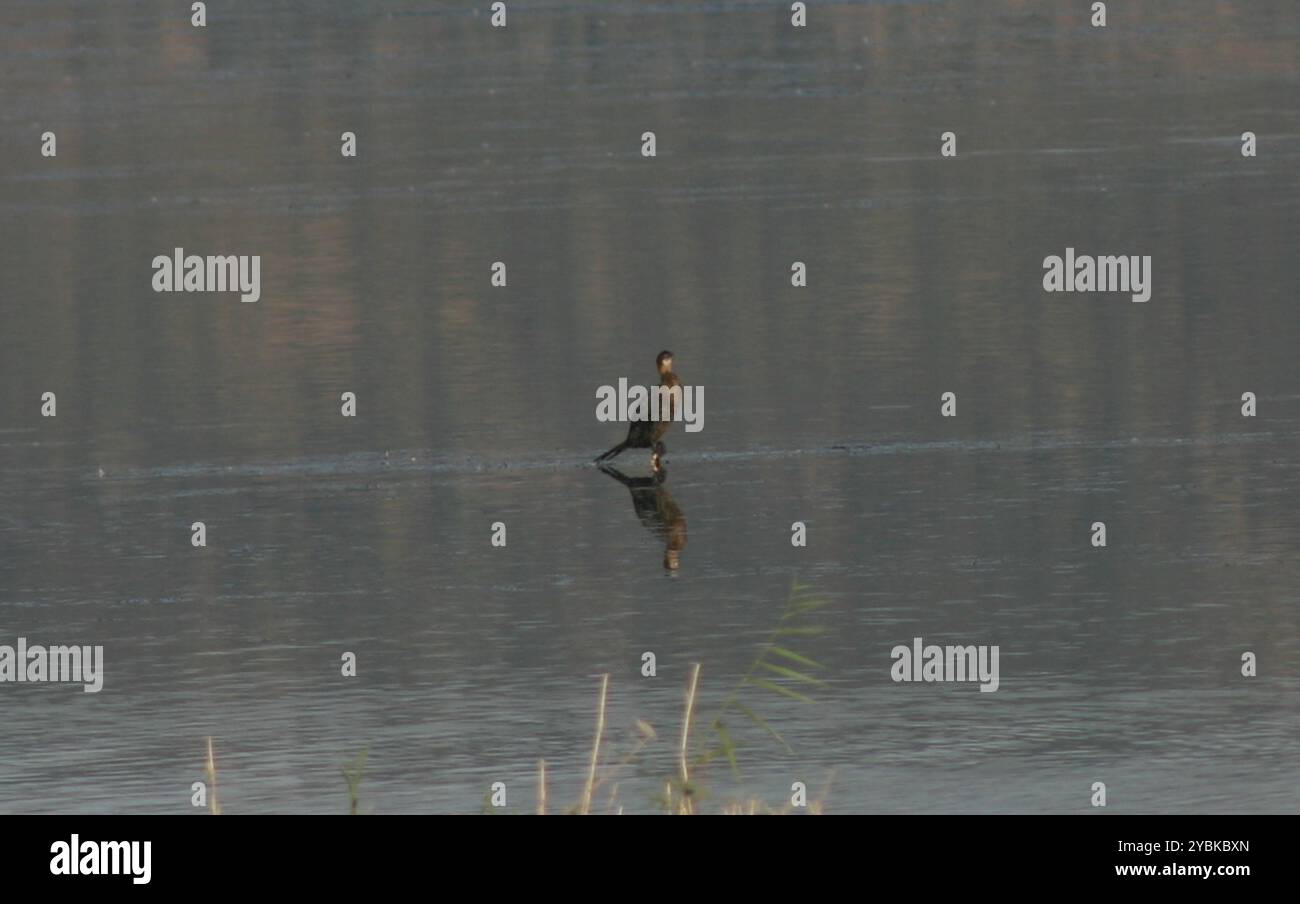 Pygmy Cormorant (Microcarbo pygmaeus) Aves Stock Photo - Alamy