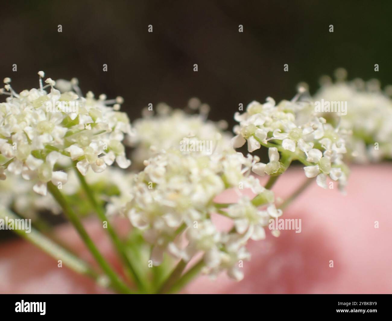 Celery (Apium graveolens) Plantae Stock Photo - Alamy