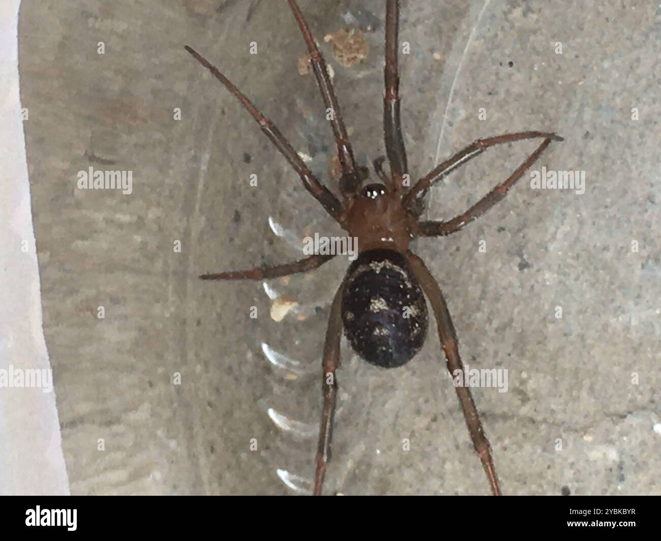 False Black Widow (Steatoda grossa) Arachnida Stock Photo - Alamy