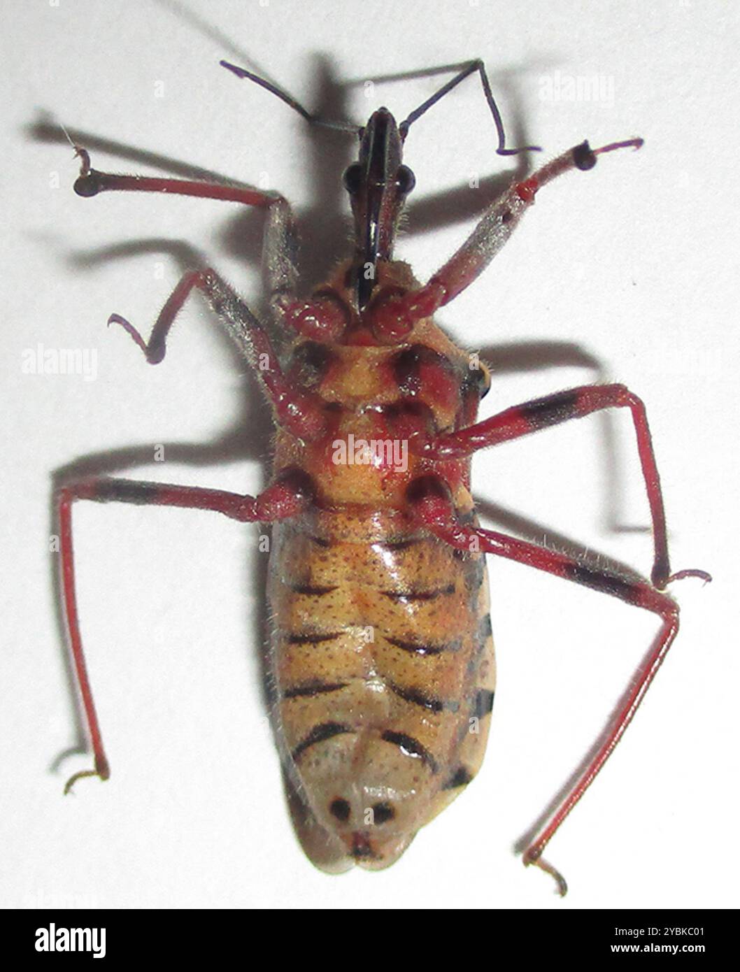 Flower Assassin Bugs (Rhynocoris) Insecta Stock Photo - Alamy