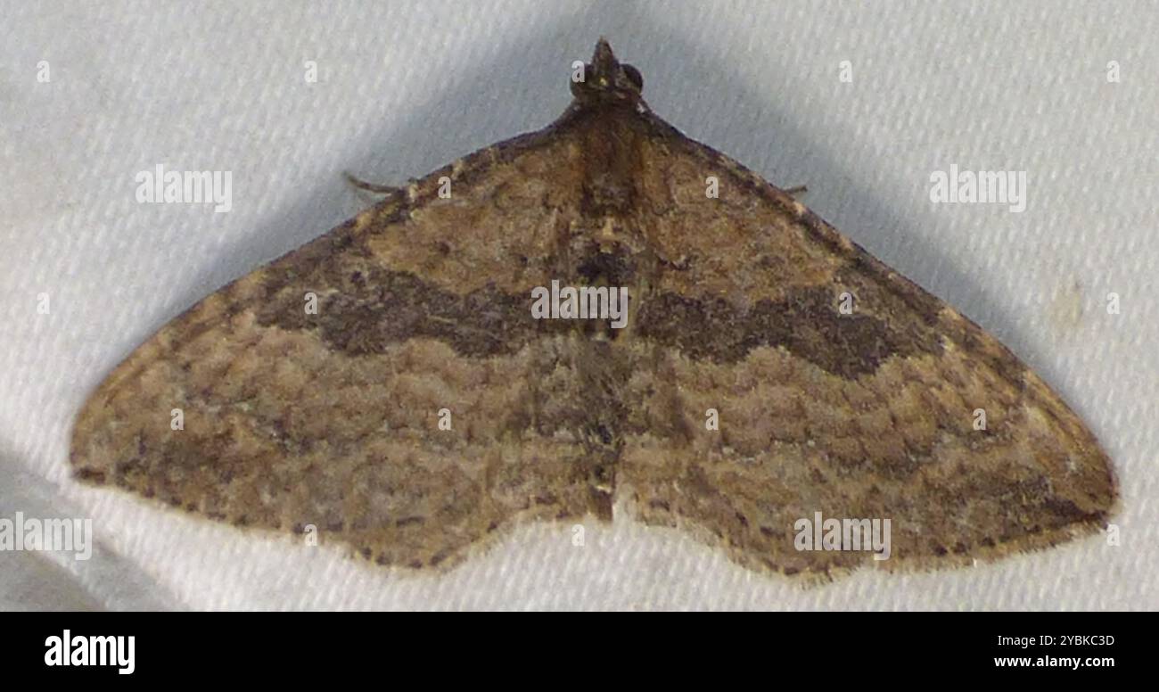 Gem Moth (Orthonama obstipata) Insecta Stock Photo - Alamy