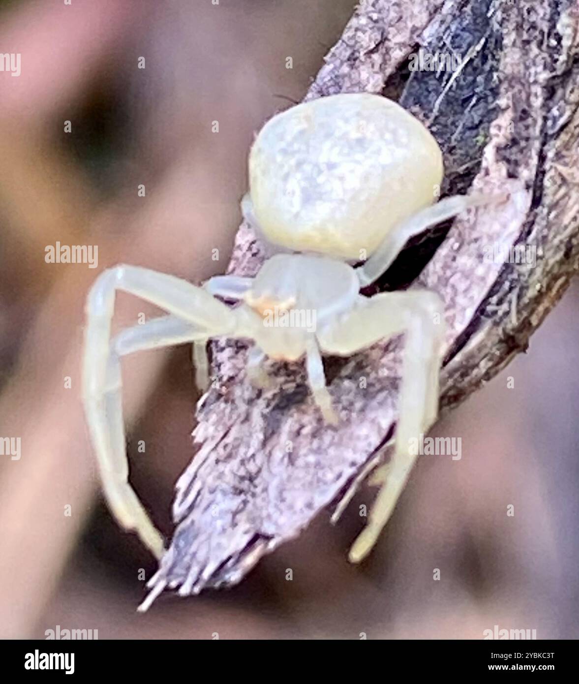 Crab Spiders (Thomisidae) Arachnida Stock Photo - Alamy