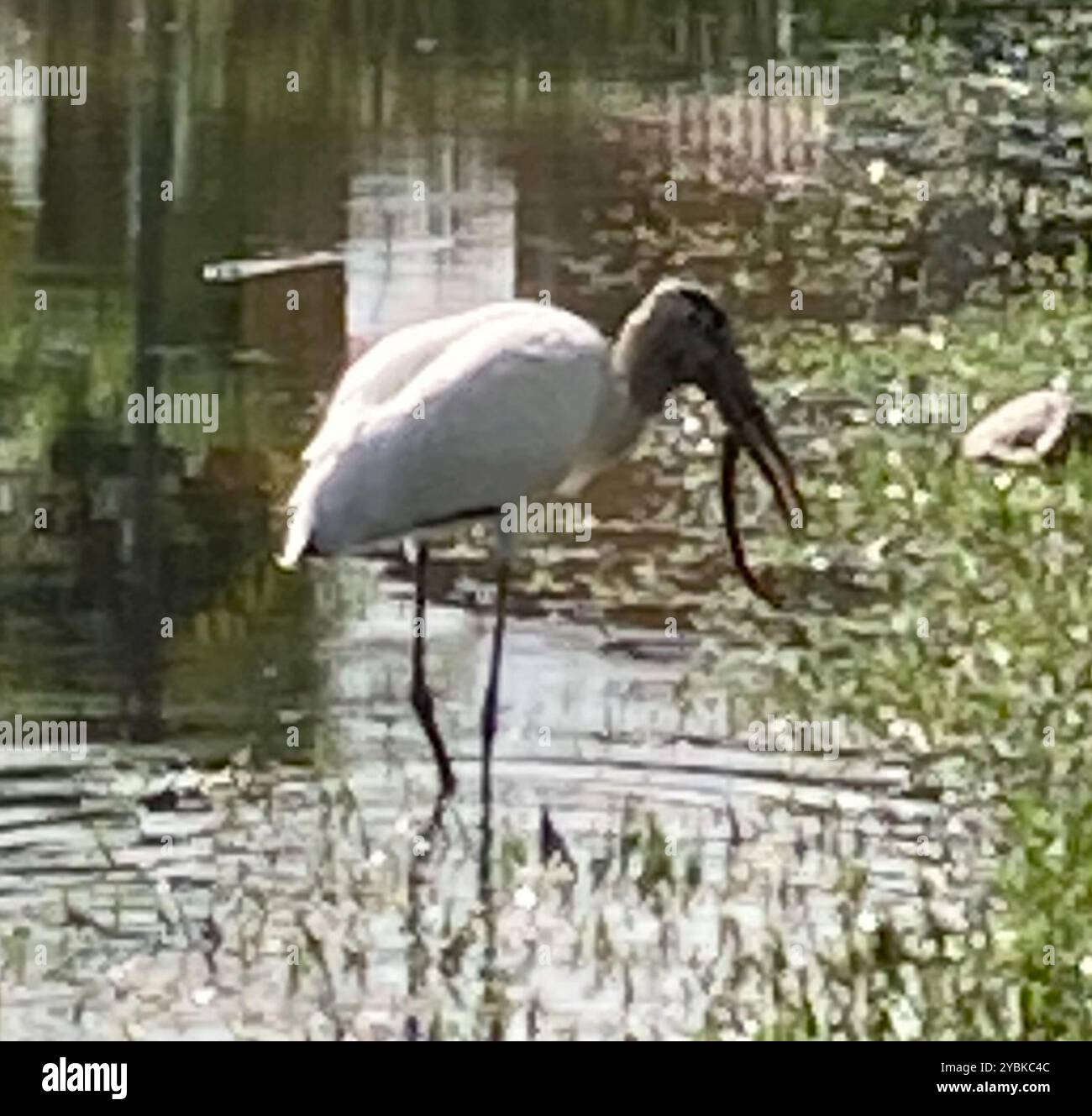 Ray-finned Fishes (Actinopterygii) Actinopterygii Stock Photo - Alamy
