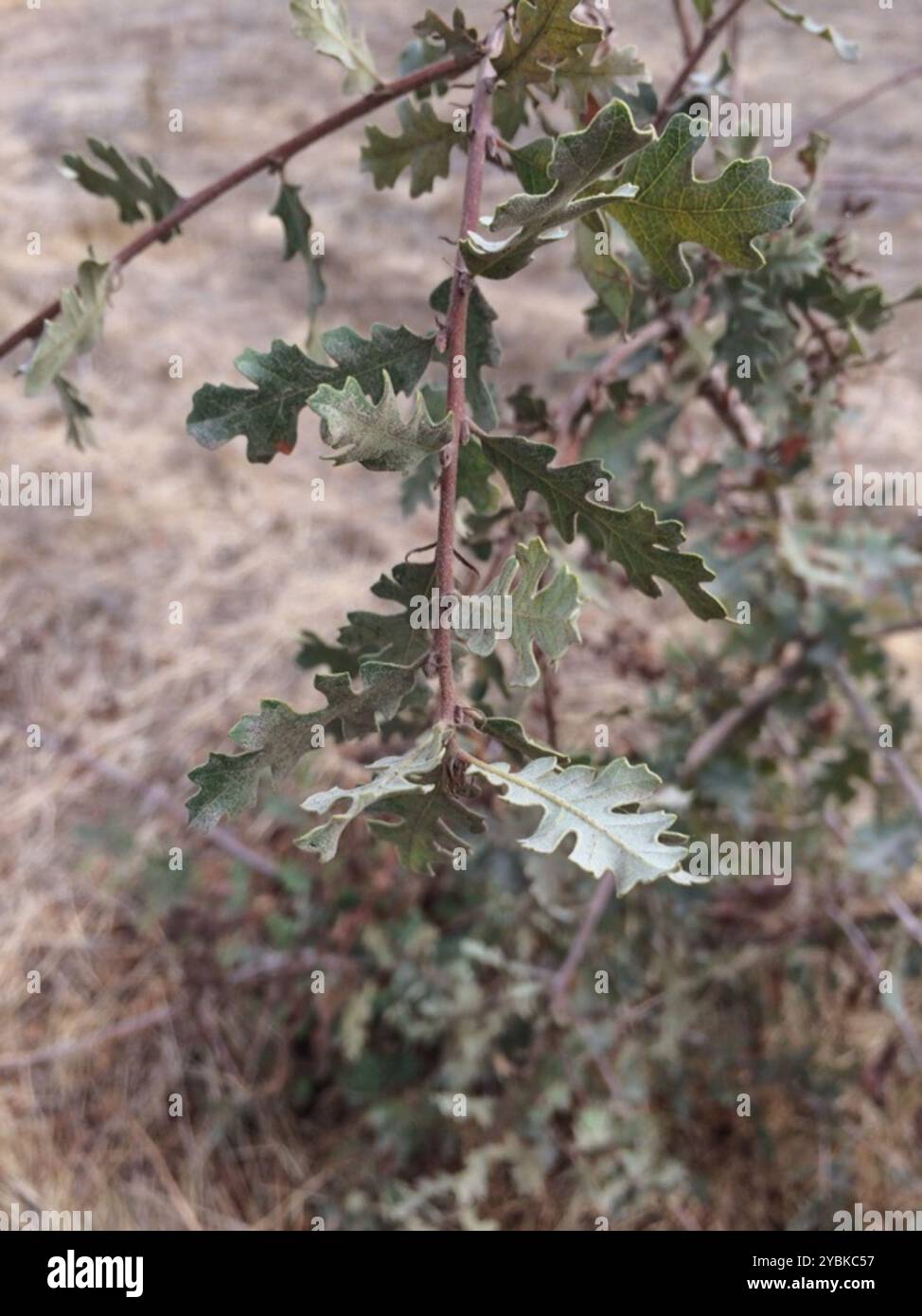 valley oak (Quercus lobata) Plantae Stock Photo - Alamy
