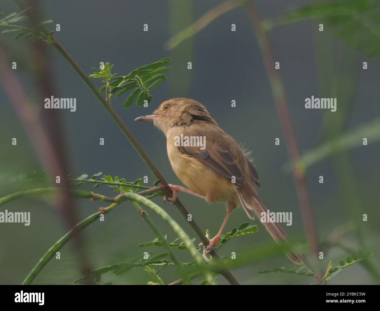 Plain prinia inornata aves hi-res stock photography and images - Alamy