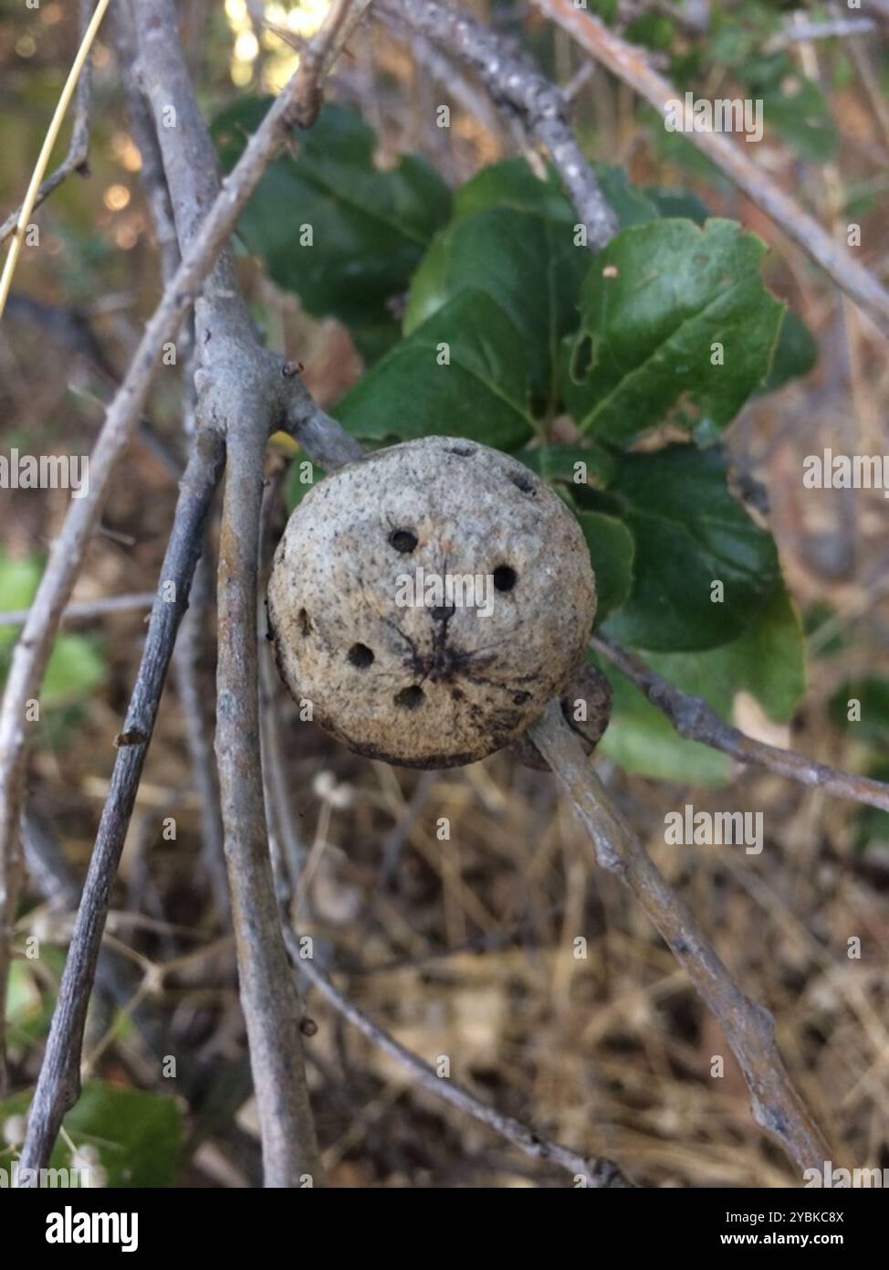Live Oak Apple Gall Wasp (Amphibolips quercuspomiformis) Insecta Stock ...