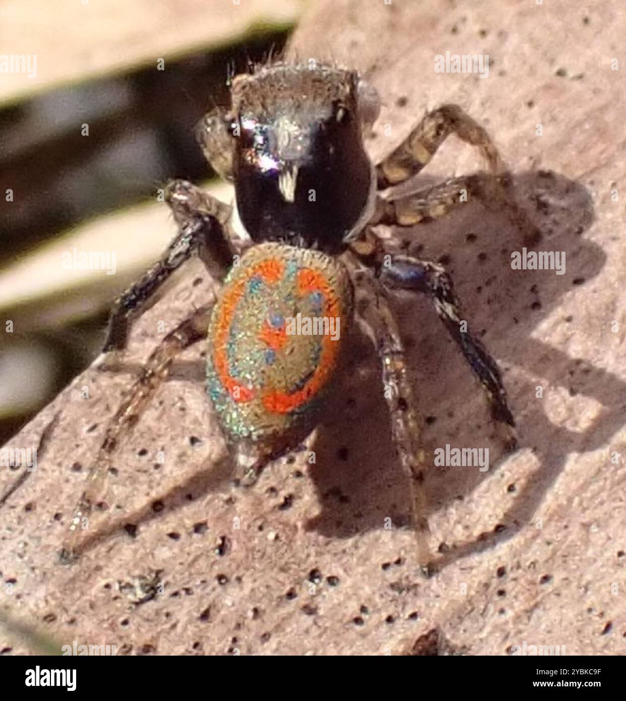 Common Peacock Spider (Maratus pavonis) Arachnida Stock Photo - Alamy