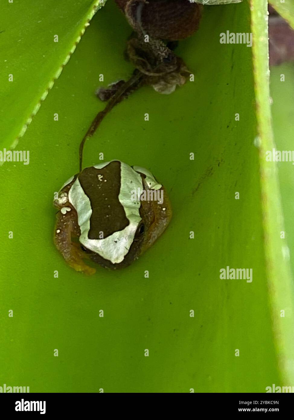 Elegant Forest Tree Frog (Dendropsophus elegans) Amphibia Stock Photo ...