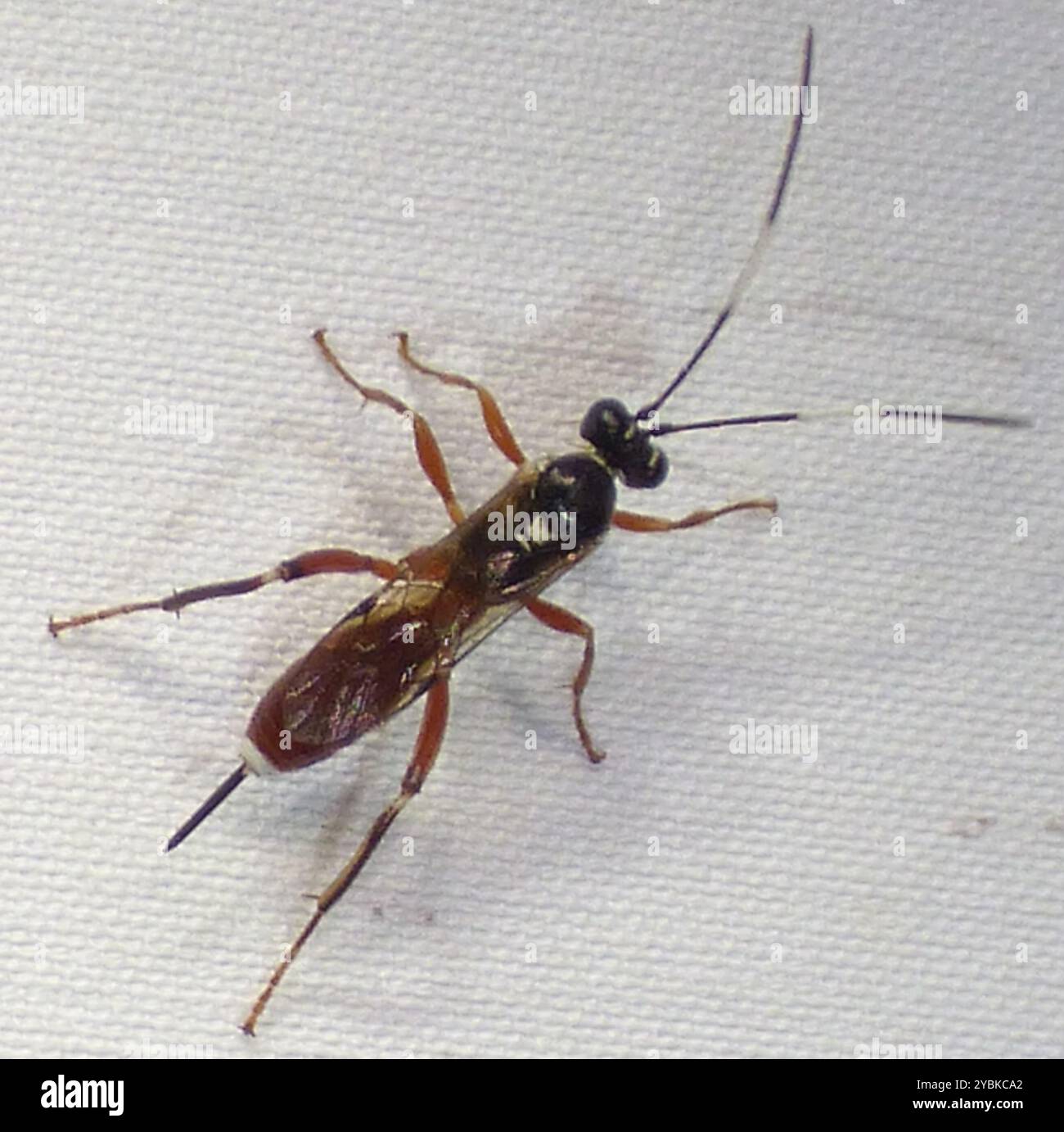 Ichneumonid Wasps (Ichneumonidae) Insecta Stock Photo - Alamy