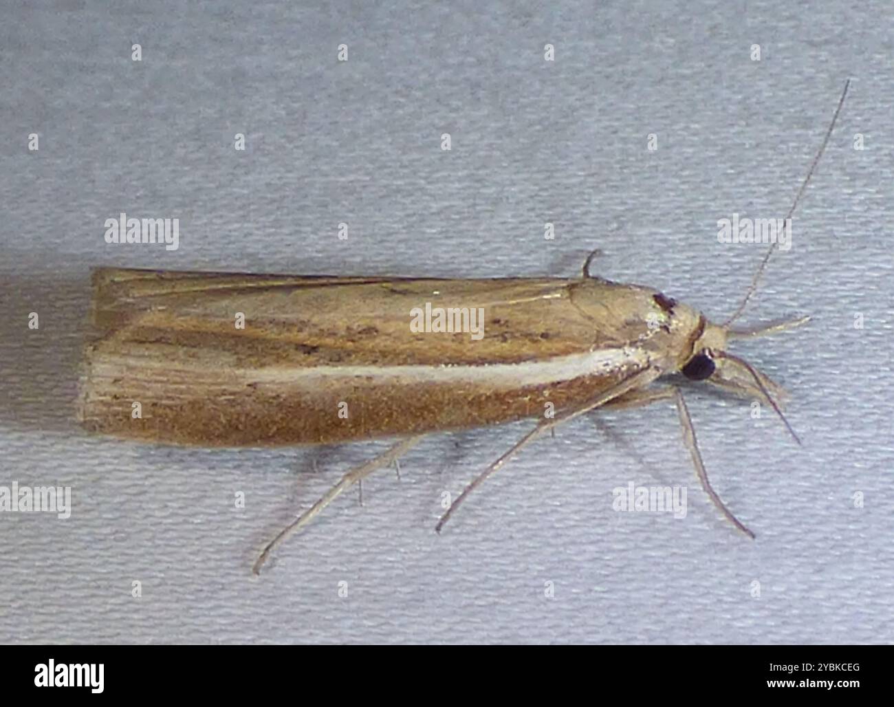 Carpet-grass Webworm Moth (Fissicrambus haytiellus) Insecta Stock Photo ...
