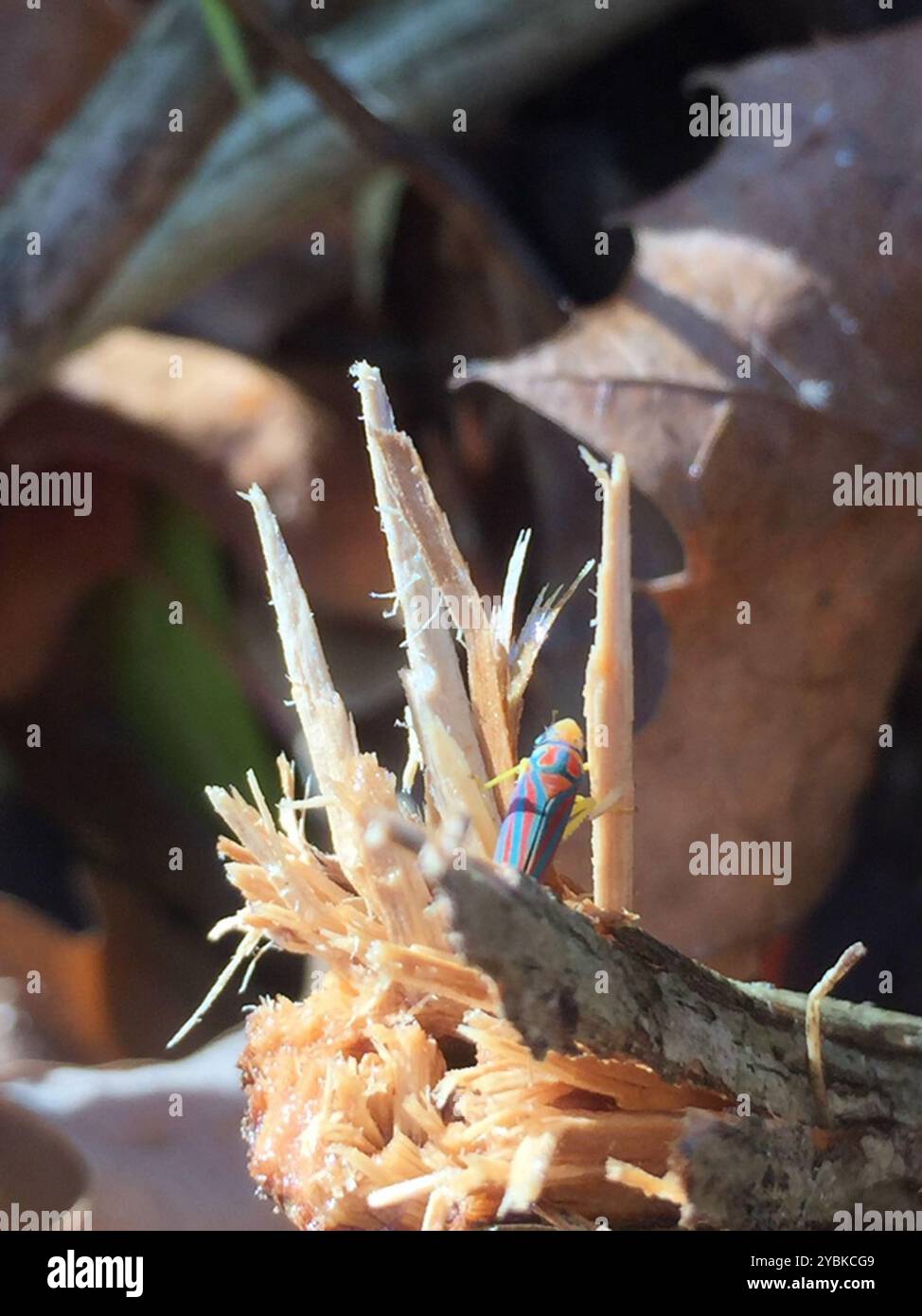 Red-banded Leafhopper (Graphocephala coccinea) Insecta Stock Photo - Alamy