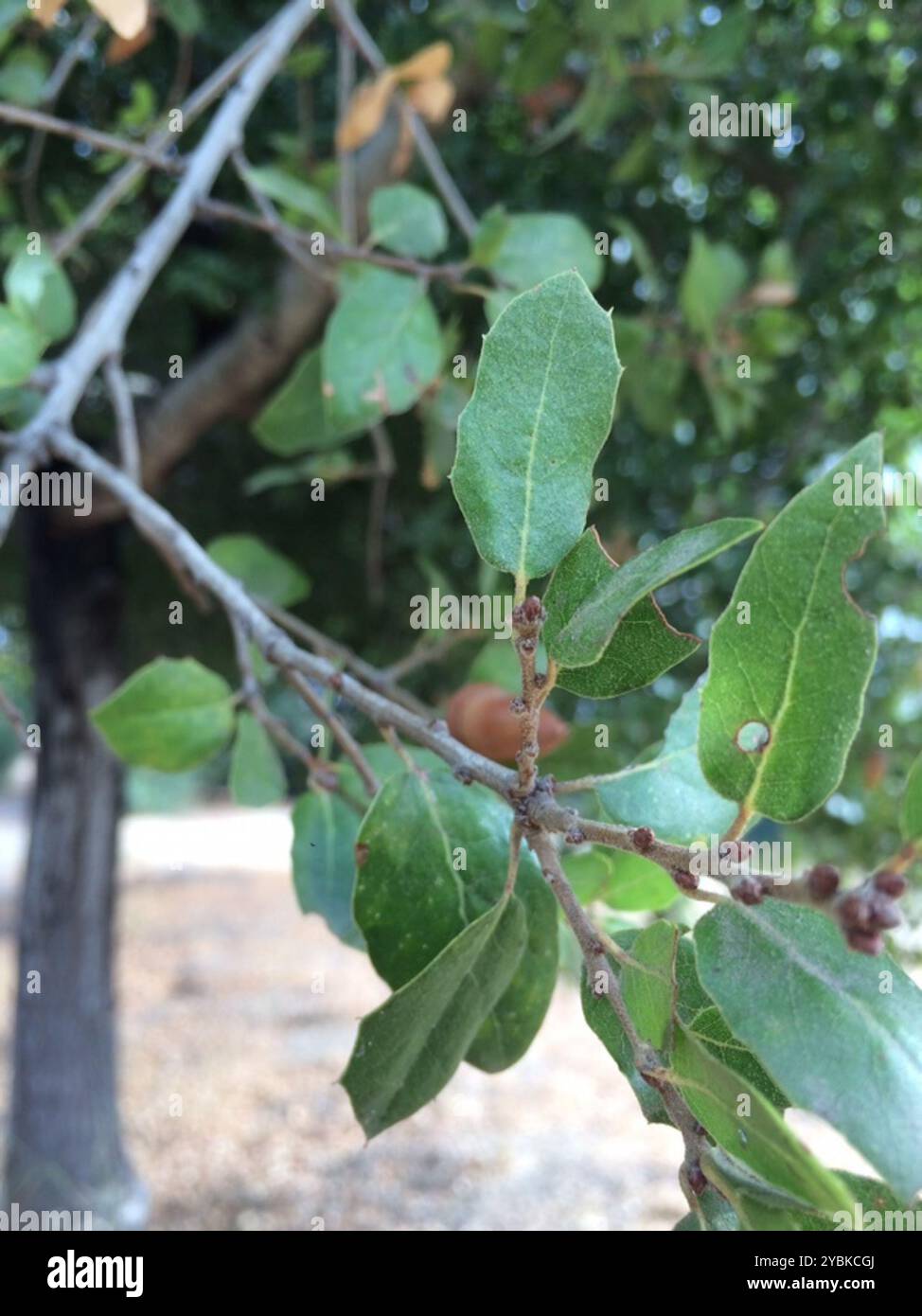 interior live oak (Quercus wislizeni) Plantae Stock Photo - Alamy