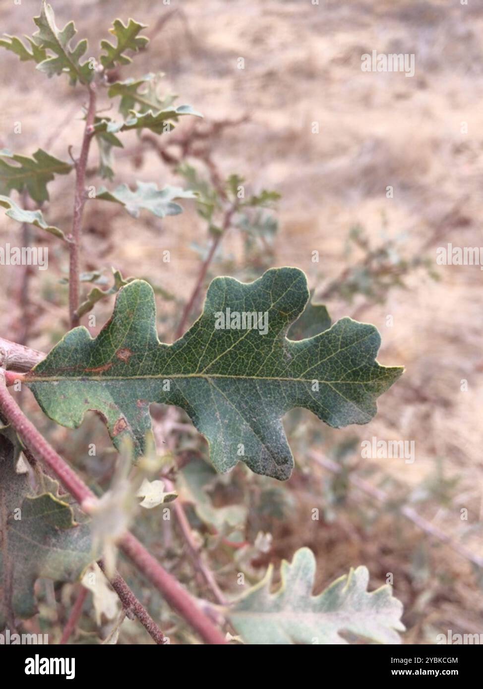 valley oak (Quercus lobata) Plantae Stock Photo - Alamy