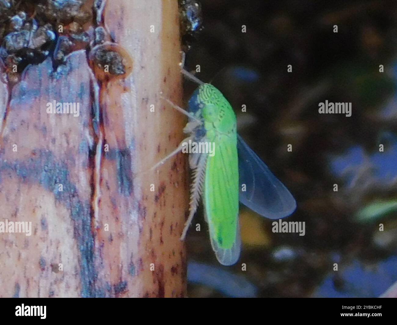 Common Green Leafhopper (Hortensia similis) Insecta Stock Photo - Alamy