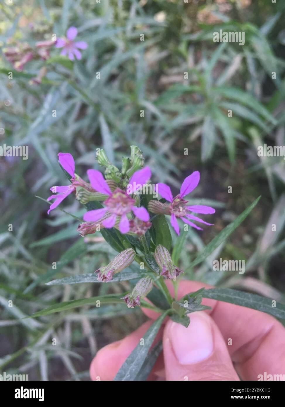 (Cuphea fruticosa) Plantae Stock Photo - Alamy