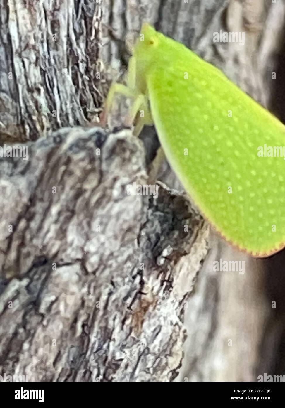 Siphanta acuta hi-res stock photography and images - Alamy