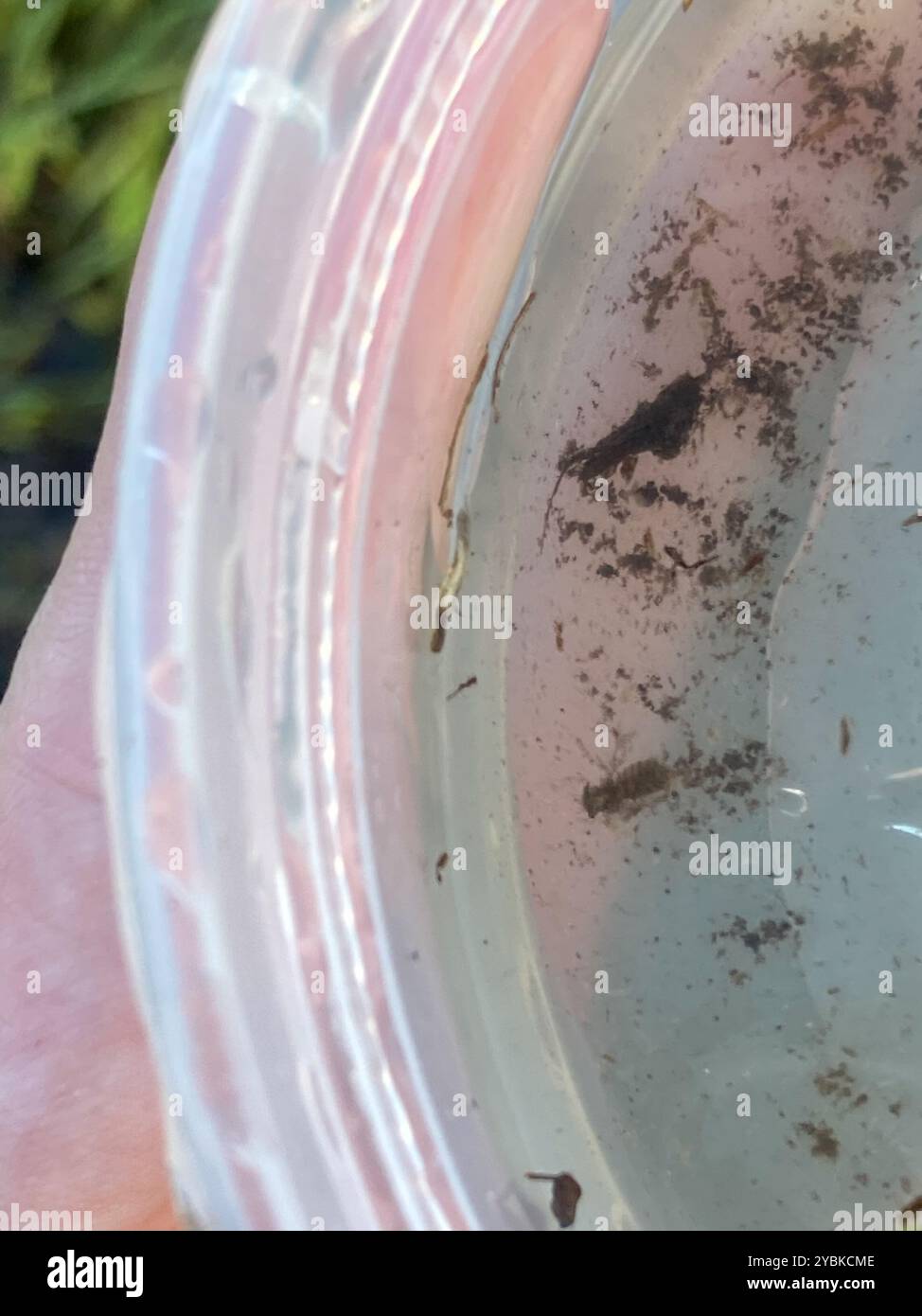 Dragonflies and Damselflies (Odonata) Insecta Stock Photo - Alamy