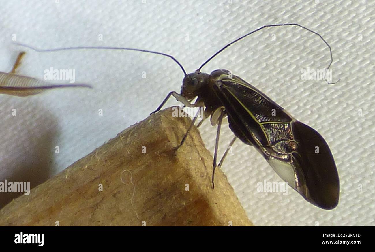 Tree Cattle (Cerastipsocus venosus) Insecta Stock Photo - Alamy