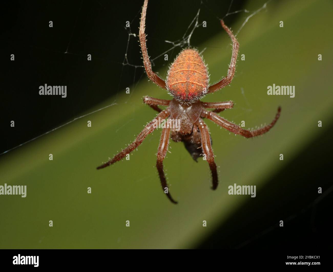 Spiky Field Spiders (Pararaneus) Arachnida Stock Photo - Alamy