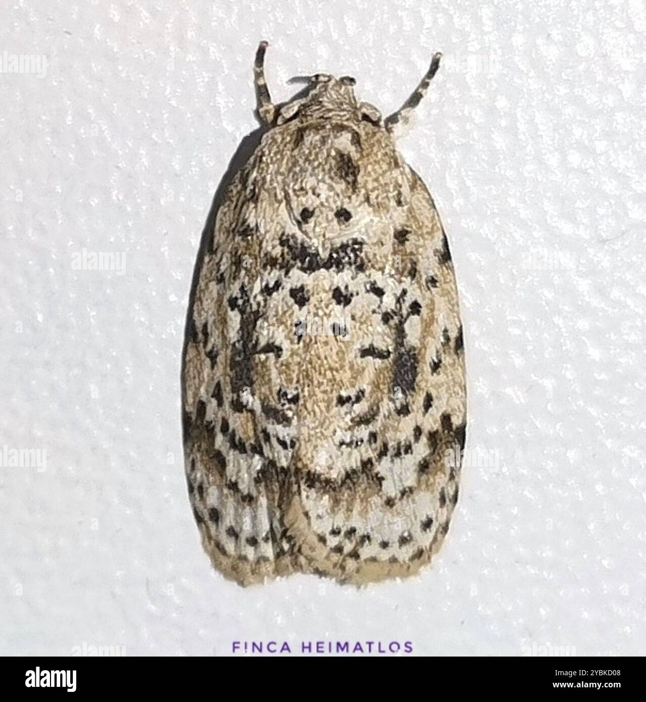 Flat-bodied moths (Depressariidae) Insecta Stock Photo - Alamy