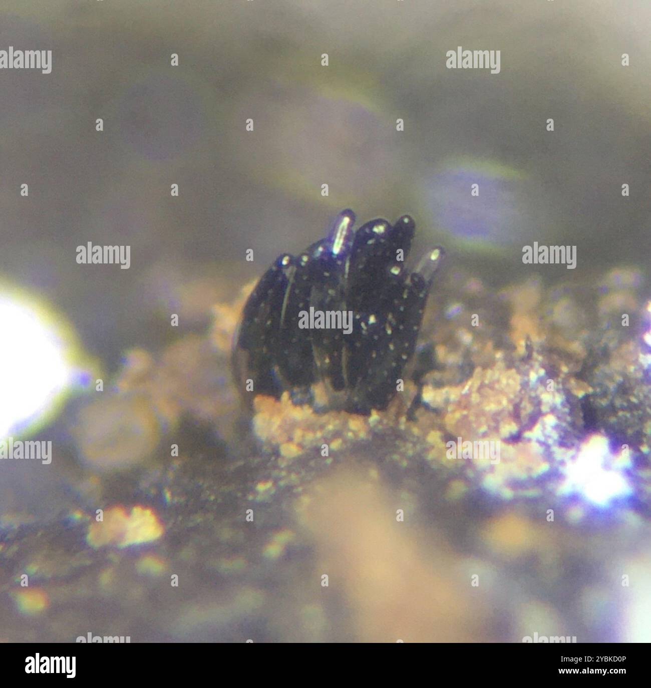 (Preussia longisporopsis) Fungi Stock Photo - Alamy