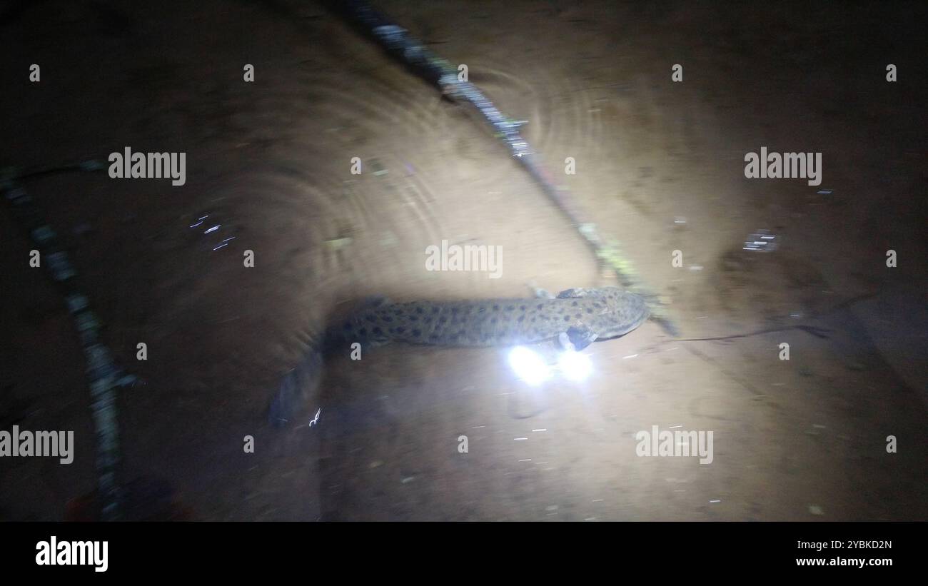 Common Mudpuppy (Necturus maculosus) Amphibia Stock Photo - Alamy