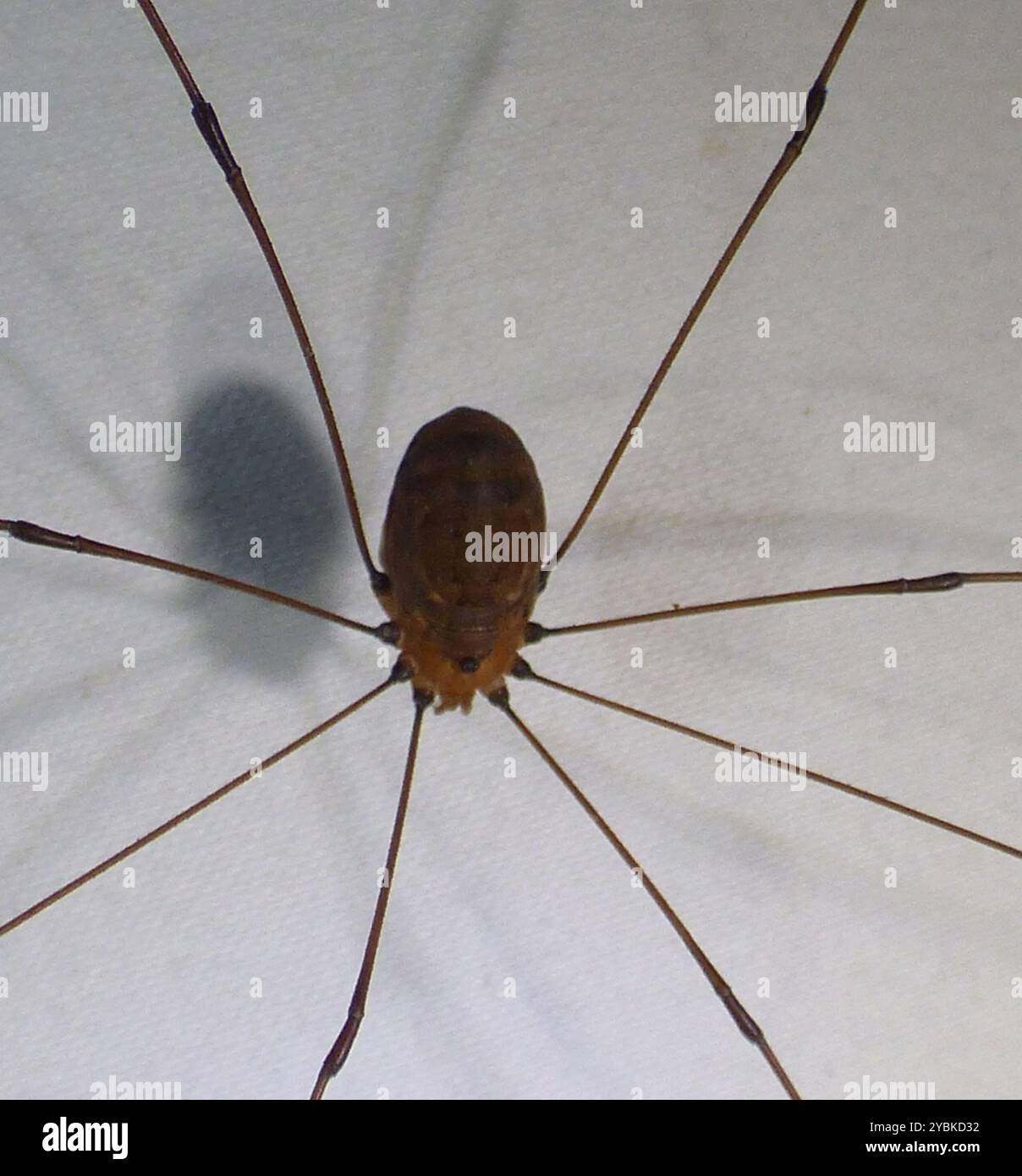 Eastern Harvestman (Leiobunum vittatum) Arachnida Stock Photo - Alamy