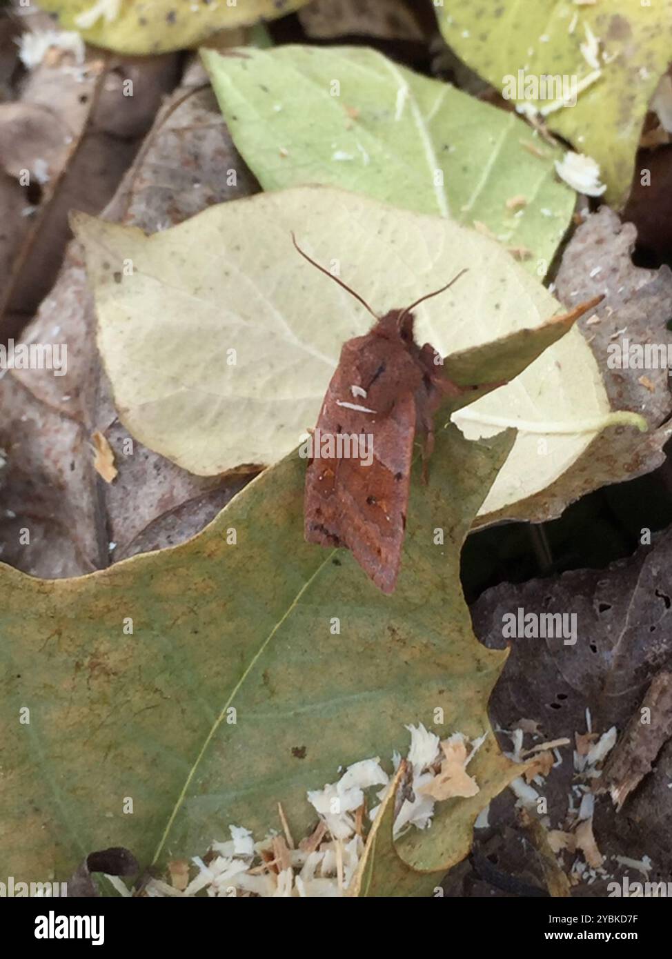 Morrison's Sallow (Eupsilia morrisoni) Insecta Stock Photo - Alamy
