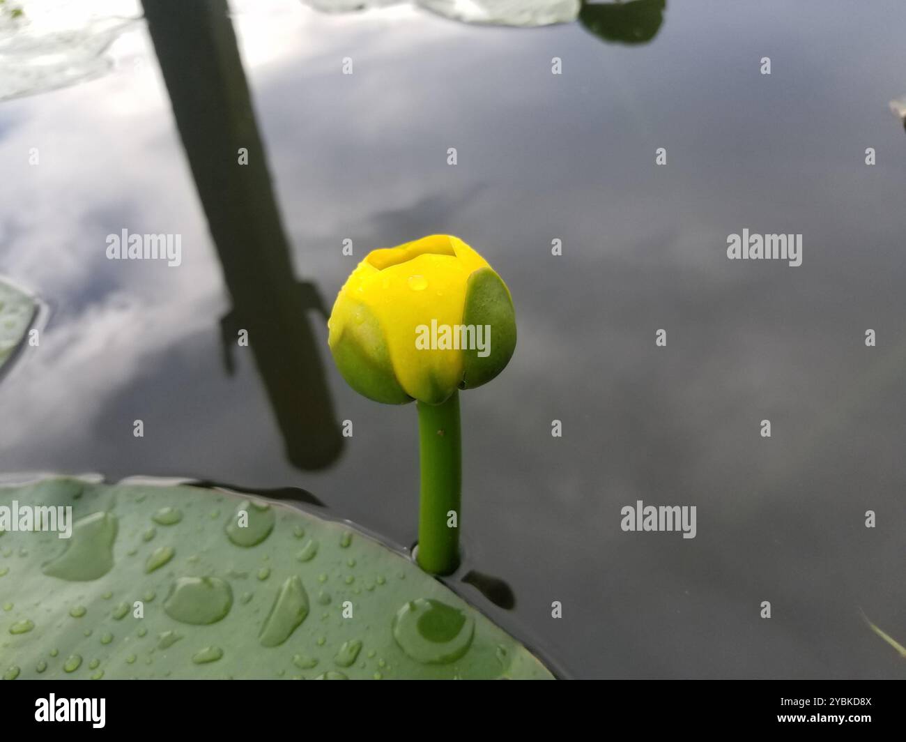 spatterdock (Nuphar advena) Plantae Stock Photo - Alamy