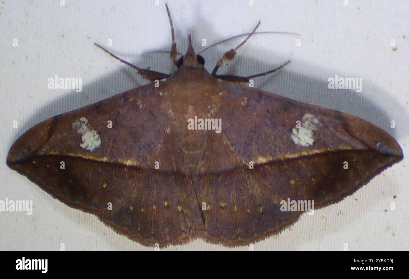 Velvetbean Caterpillar Moth (Anticarsia gemmatalis) Insecta Stock Photo ...