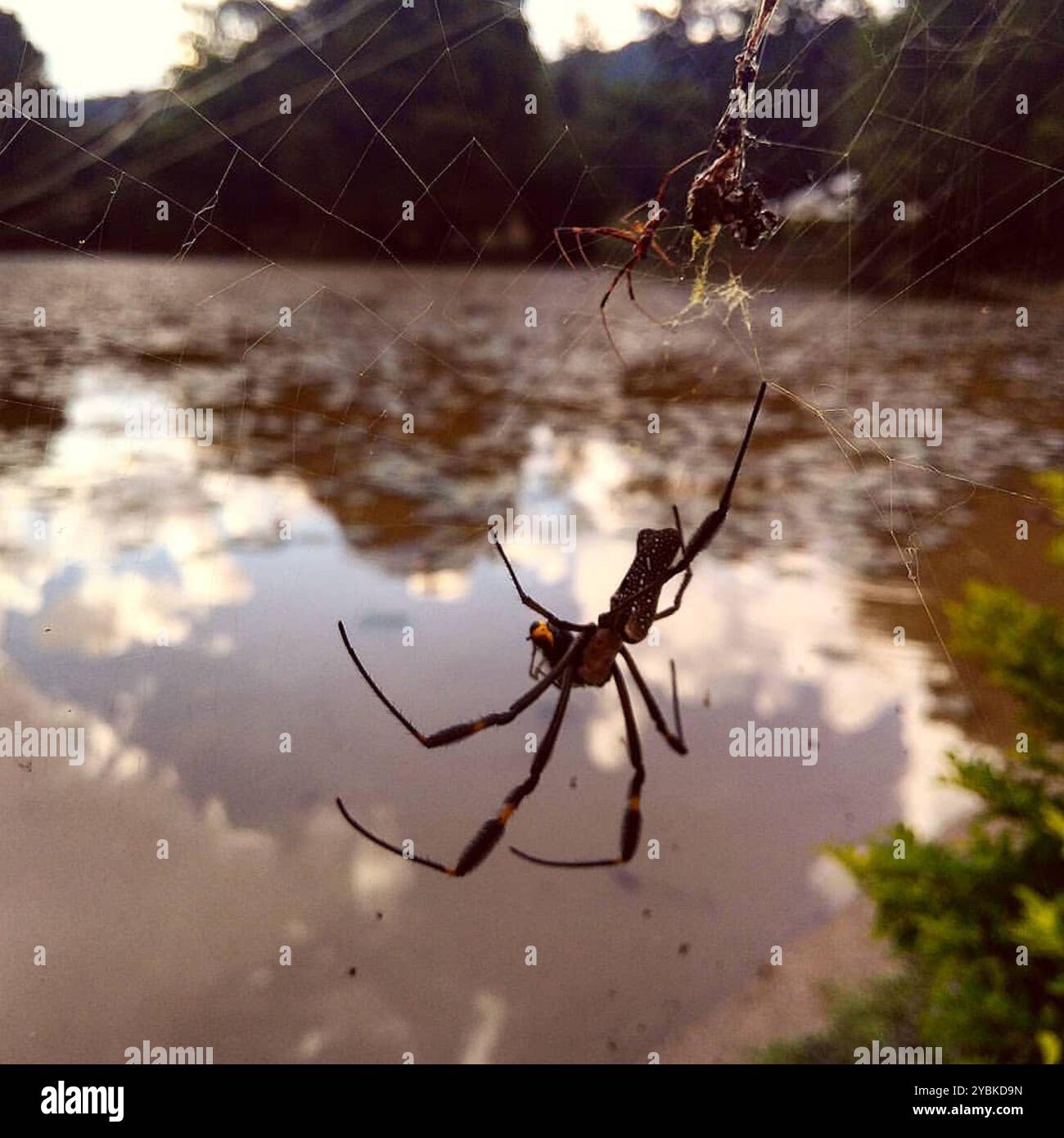Golden Silk Spider (Trichonephila clavipes) Arachnida Stock Photo - Alamy