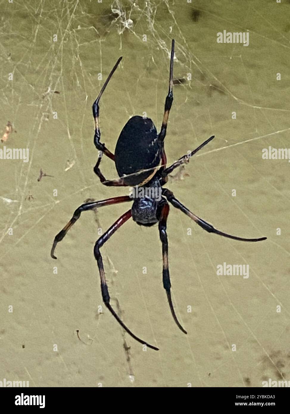 Nephilingis cruentata hi-res stock photography and images - Alamy