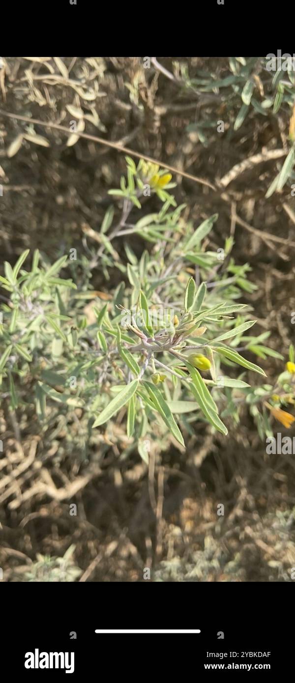 Bladderpod (Cleomella arborea) Plantae Stock Photo - Alamy