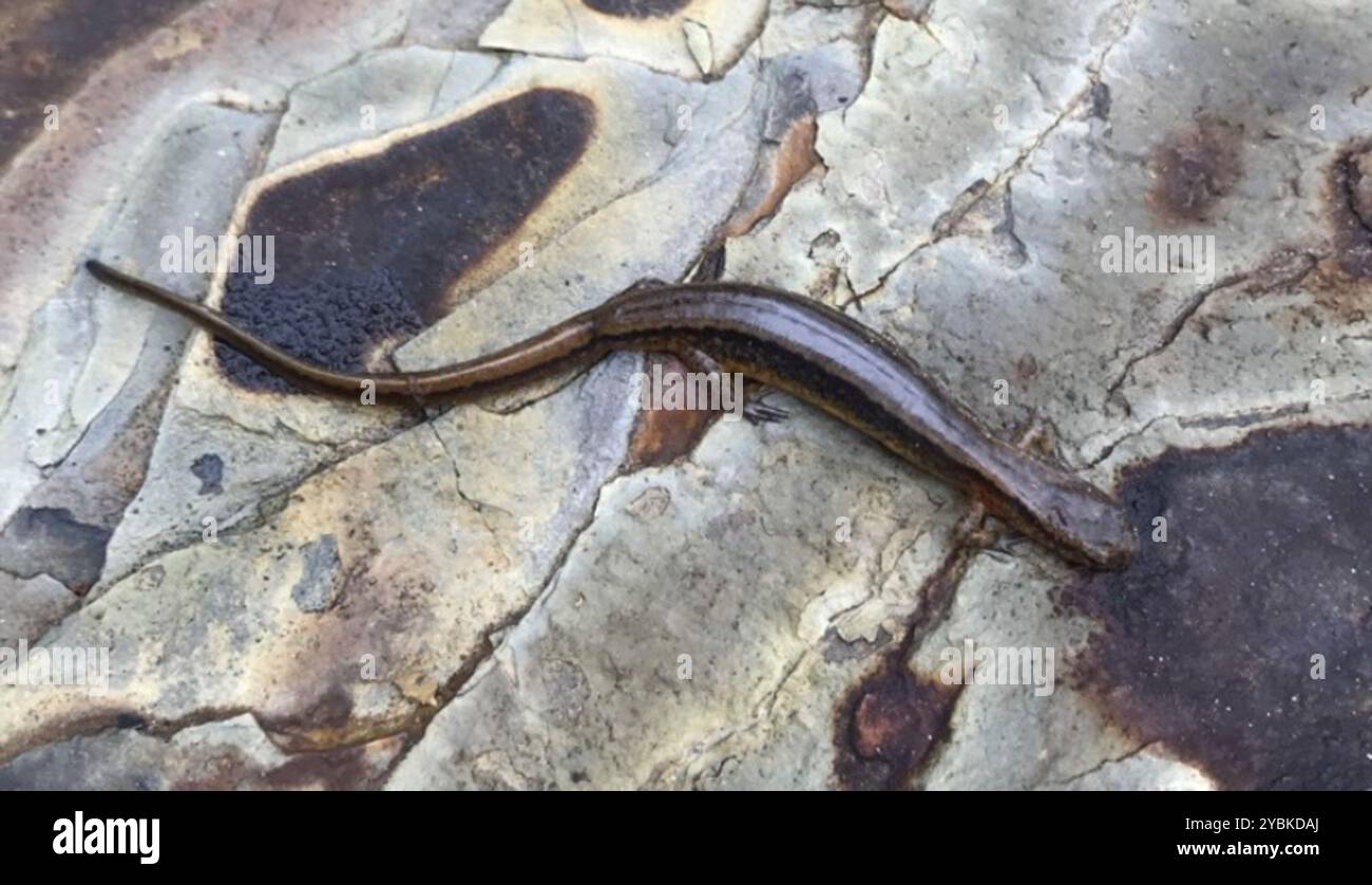 Southern Two-lined Salamander (Eurycea cirrigera) Amphibia Stock Photo ...