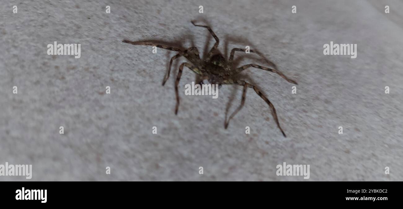 trechaleid spiders (Trechaleidae) Arachnida Stock Photo - Alamy
