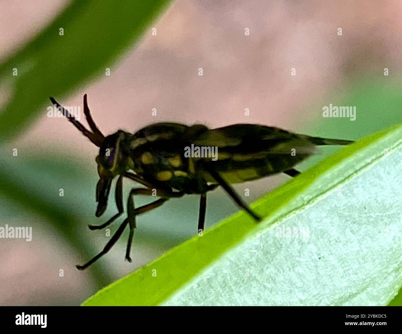 Horse and Deer Flies (Tabanidae) Insecta Stock Photo - Alamy