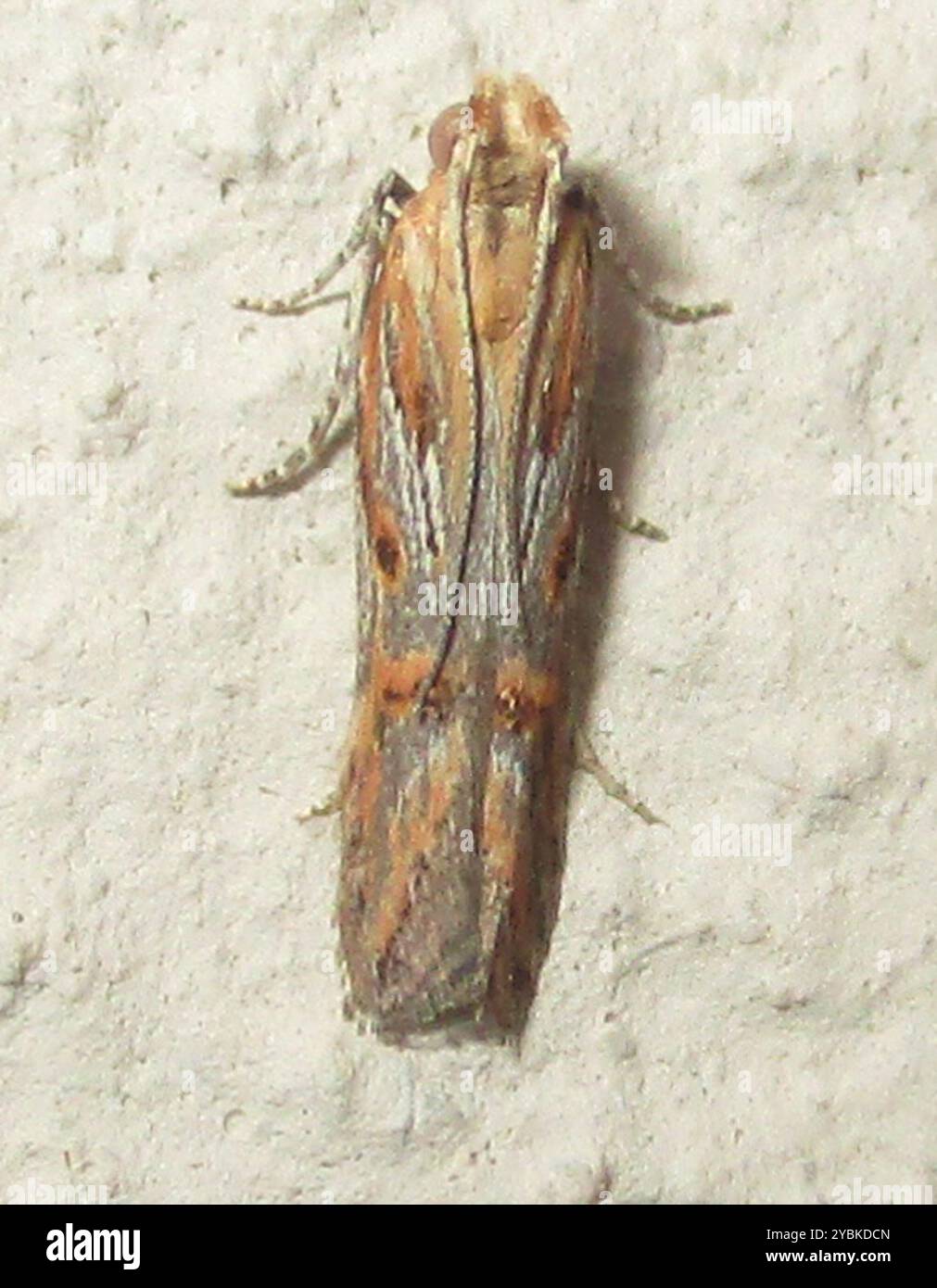 Knot-horn Moths (Phycitinae) Insecta Stock Photo - Alamy