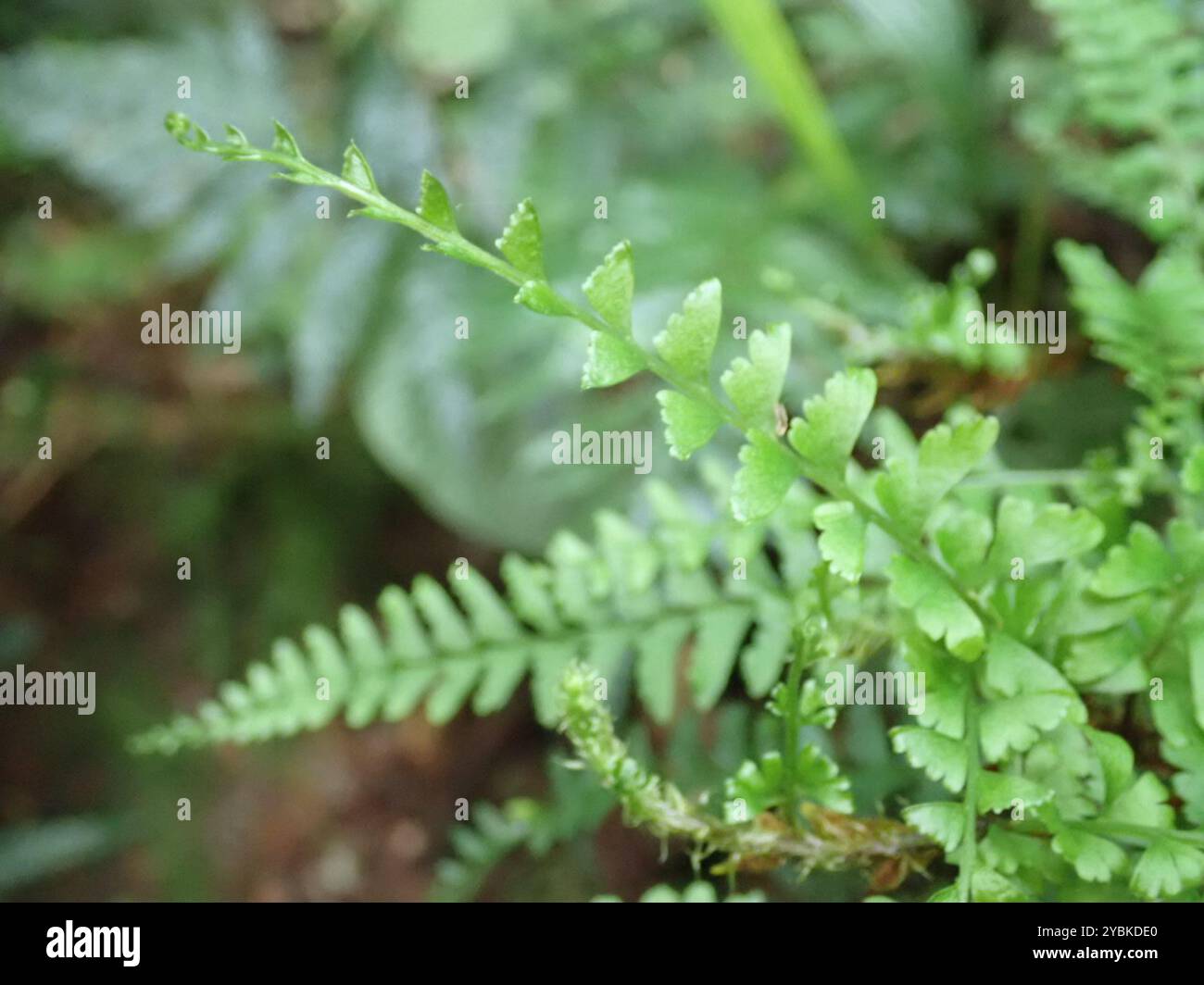 (Lindsaea repens) Plantae Stock Photo - Alamy