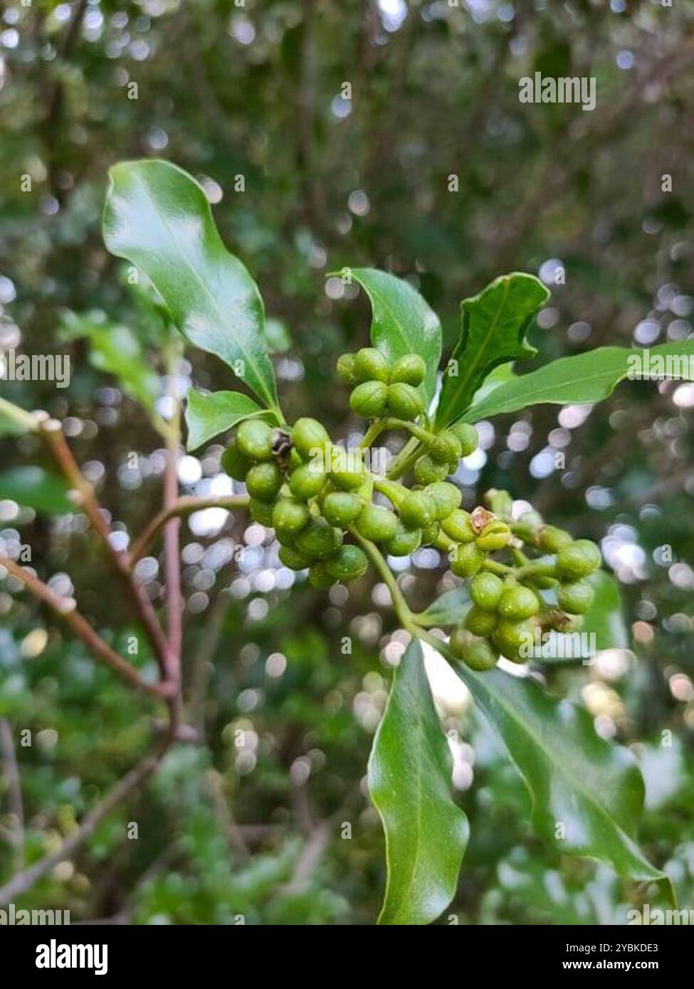 Wharangi (Melicope ternata) Plantae Stock Photo - Alamy
