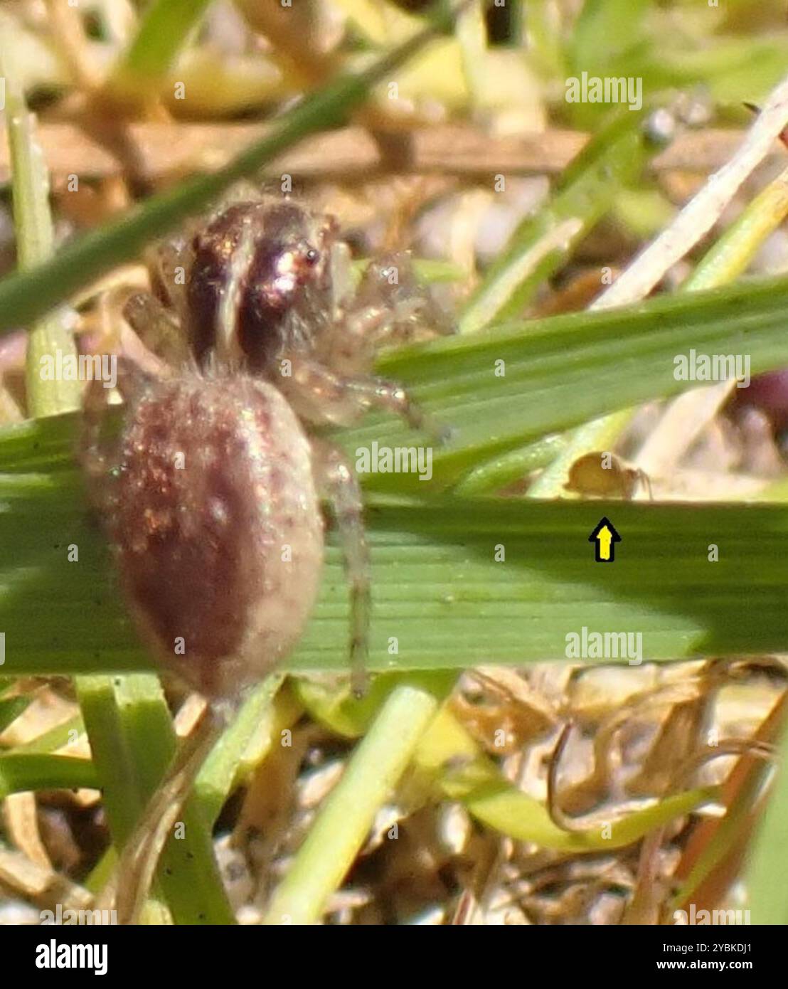 Common Peacock Spider (Maratus pavonis) Arachnida Stock Photo - Alamy