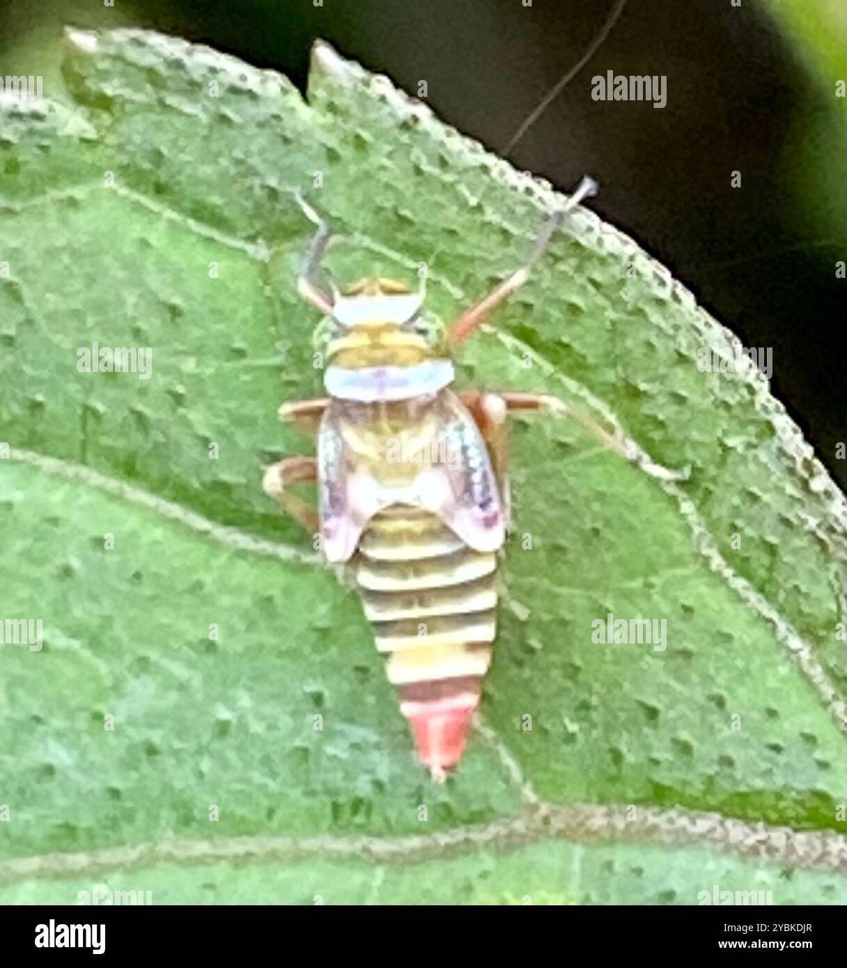 Typical Leafhoppers (Cicadellidae) Insecta Stock Photo - Alamy