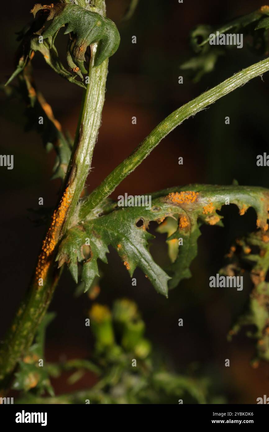 Groundsel crown rust (Puccinia lagenophorae) Fungi Stock Photo - Alamy