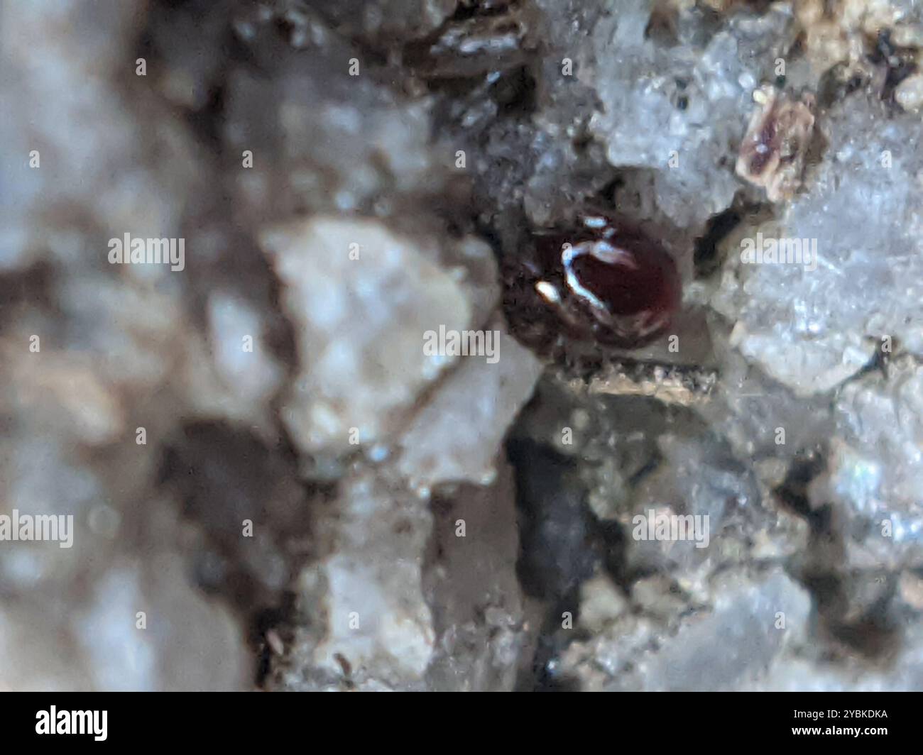 beetle mites (Oribatida) Arachnida Stock Photo - Alamy