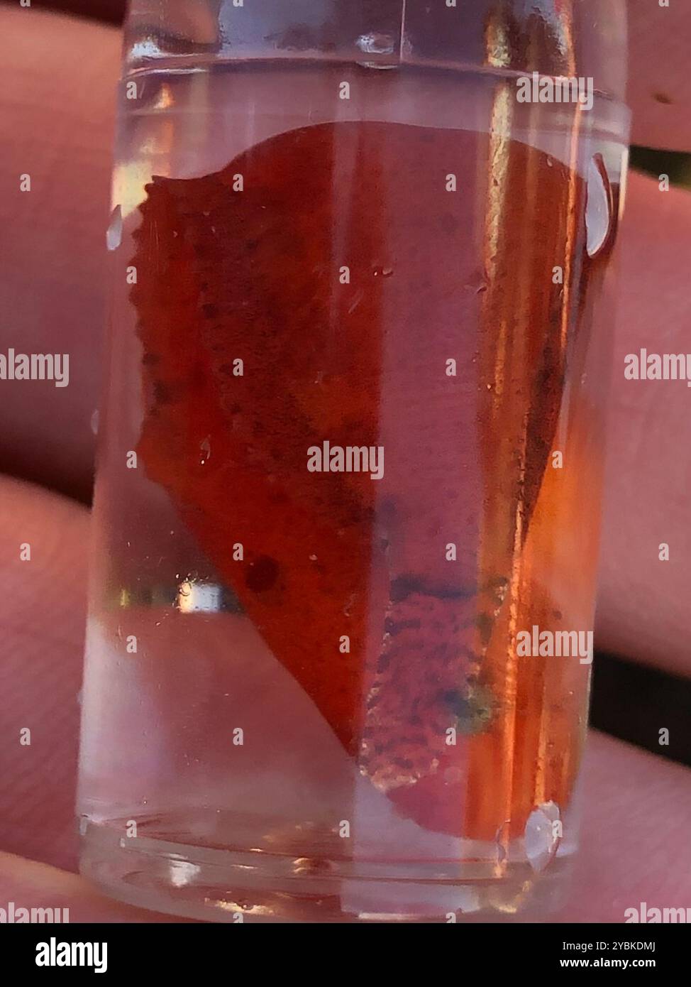 Snailfishes (Liparidae) Actinopterygii Stock Photo - Alamy