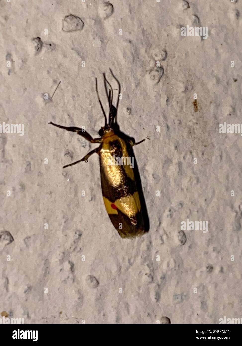Lichen Moths (Lithosiini) Insecta Stock Photo - Alamy