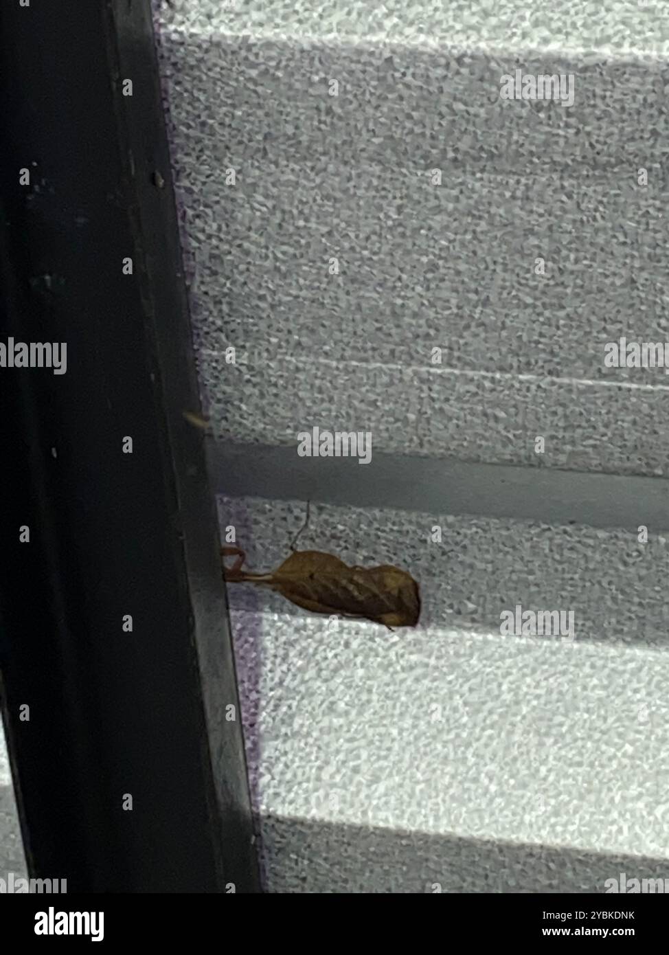 South American Dead Leaf Mantis (Acanthops falcataria) Insecta Stock ...