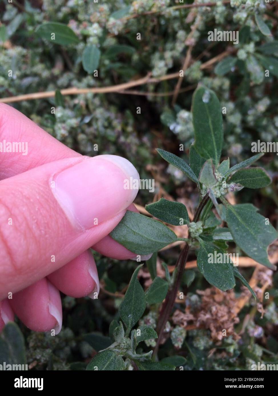 saltbush subfamily (Chenopodioideae) Plantae Stock Photo - Alamy