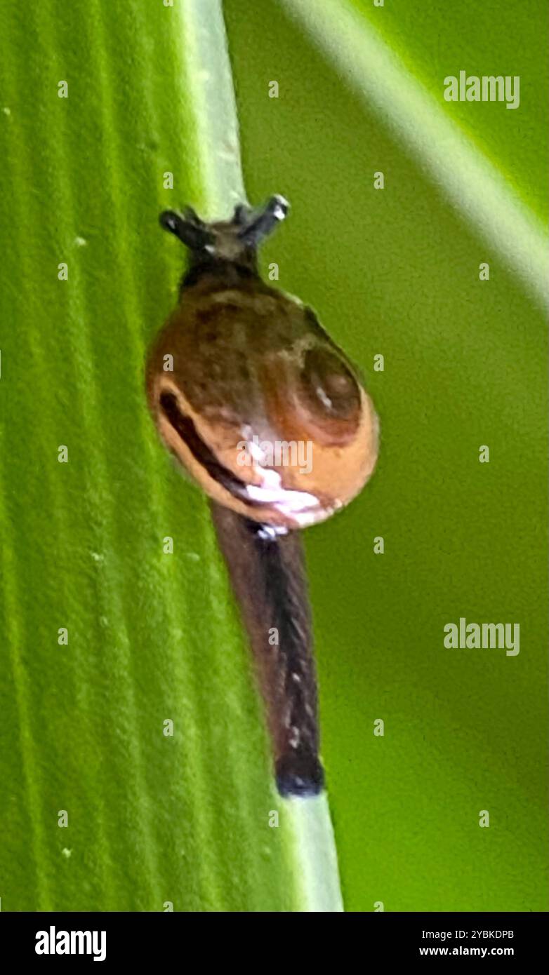 Jumping Snail (Ovachlamys fulgens) Mollusca Stock Photo - Alamy