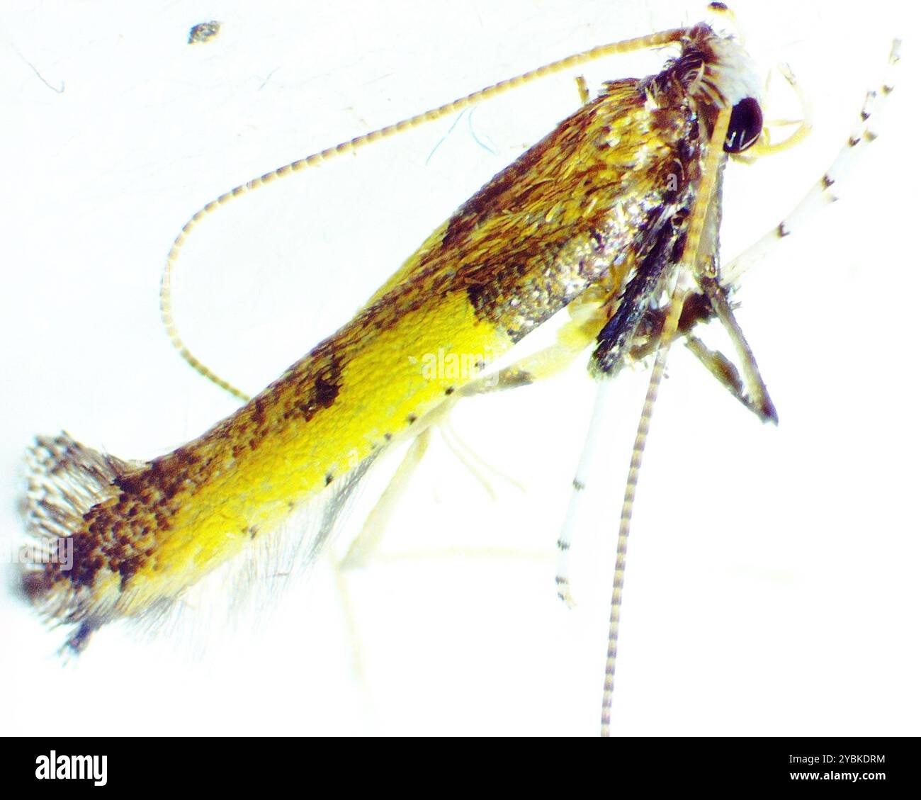 Azalea moth Cut Out Stock Images & Pictures - Alamy